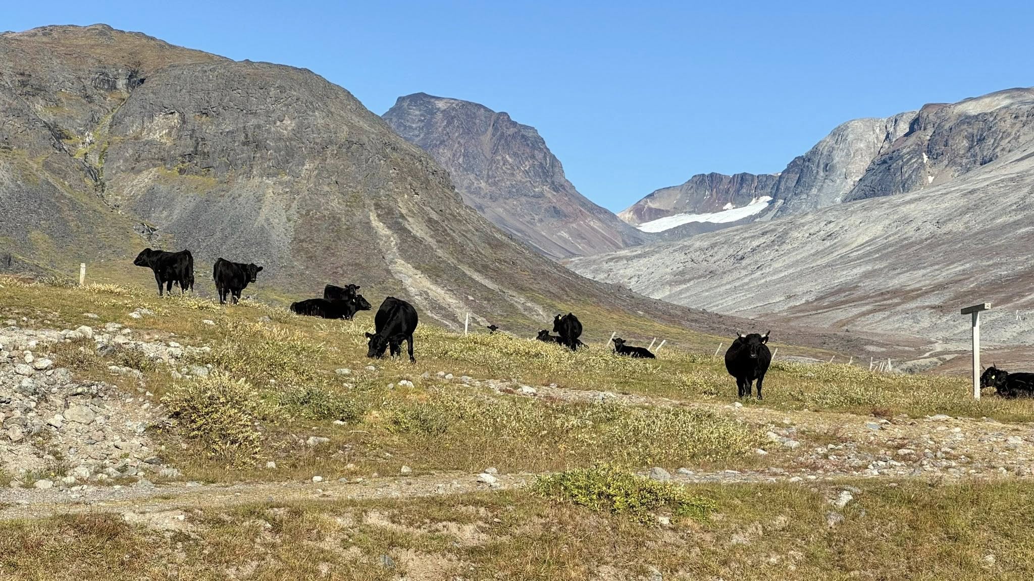 Narsap iluani nersutaatit nungupput – neriuulli allami ikinneqarpoq ...