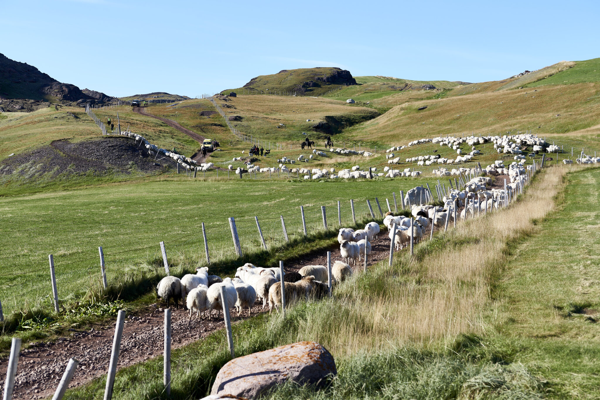 Higher Weight and Improved Meat Quality in Sheep - Innovation South ...